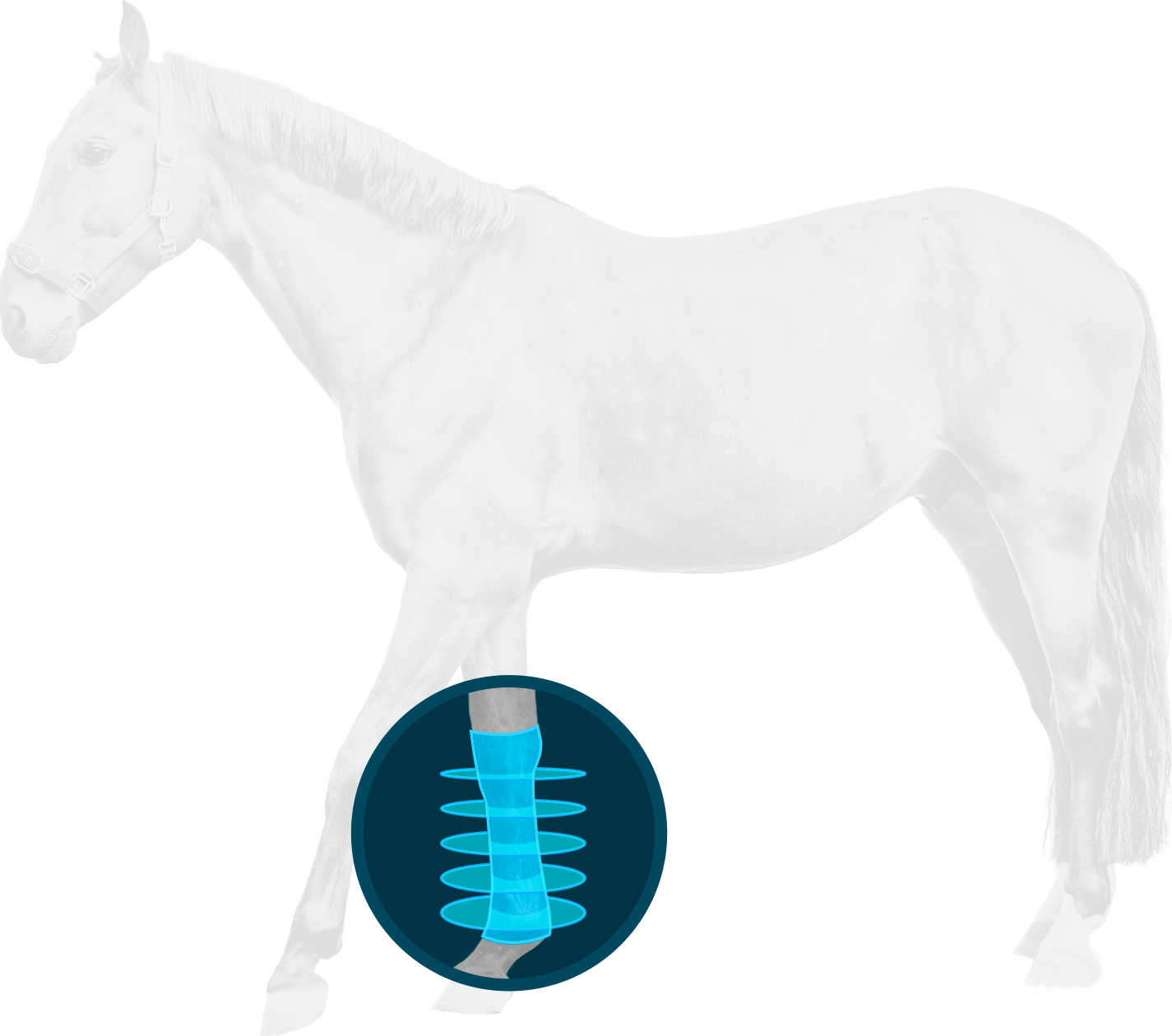 Barossa Equine Clinic – Prevention, Diagnostics, Rehabilitation ...